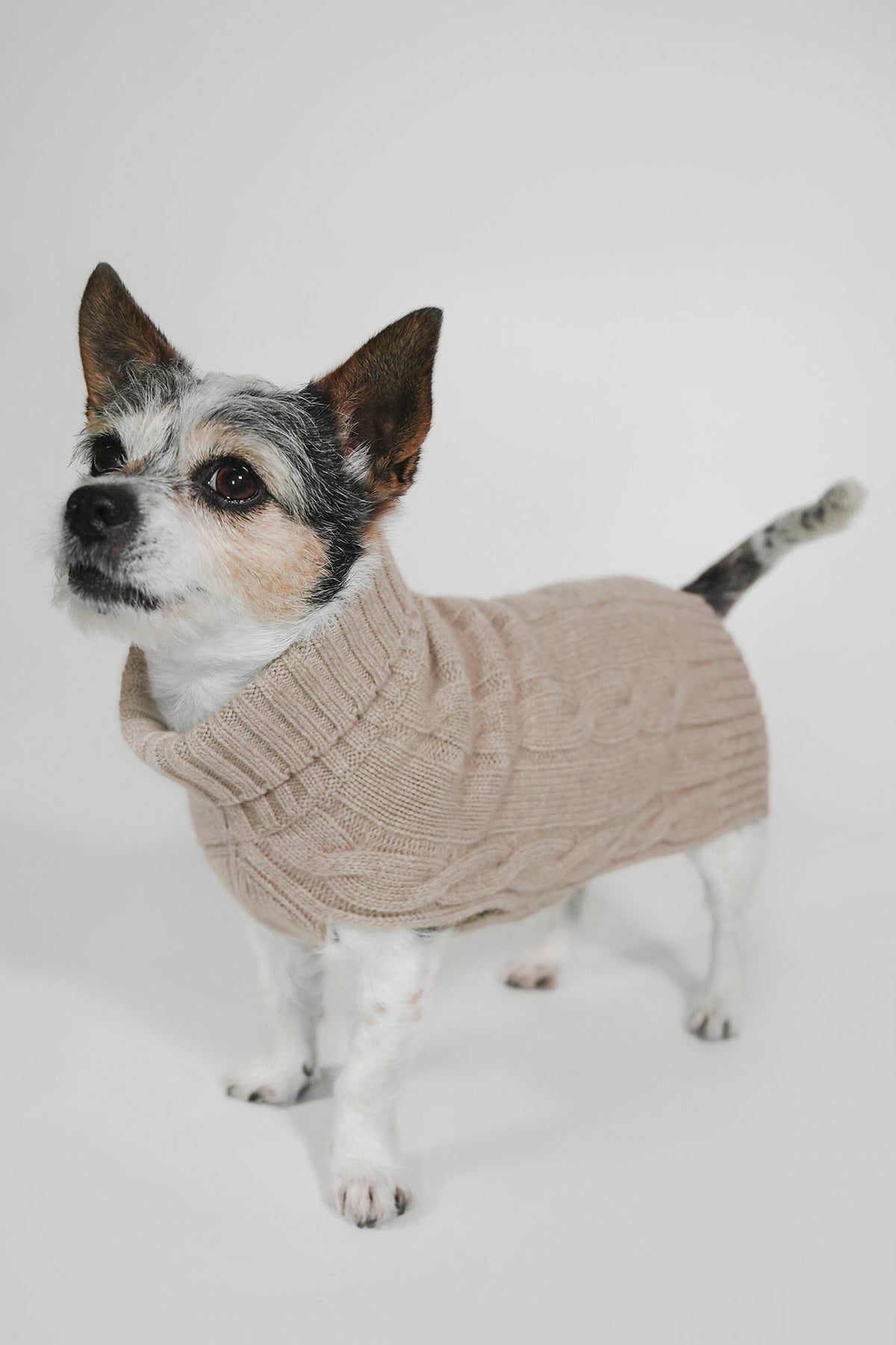 Pure Cashmere Cable Knit Dog Sweater – NAKEDCASHMERE